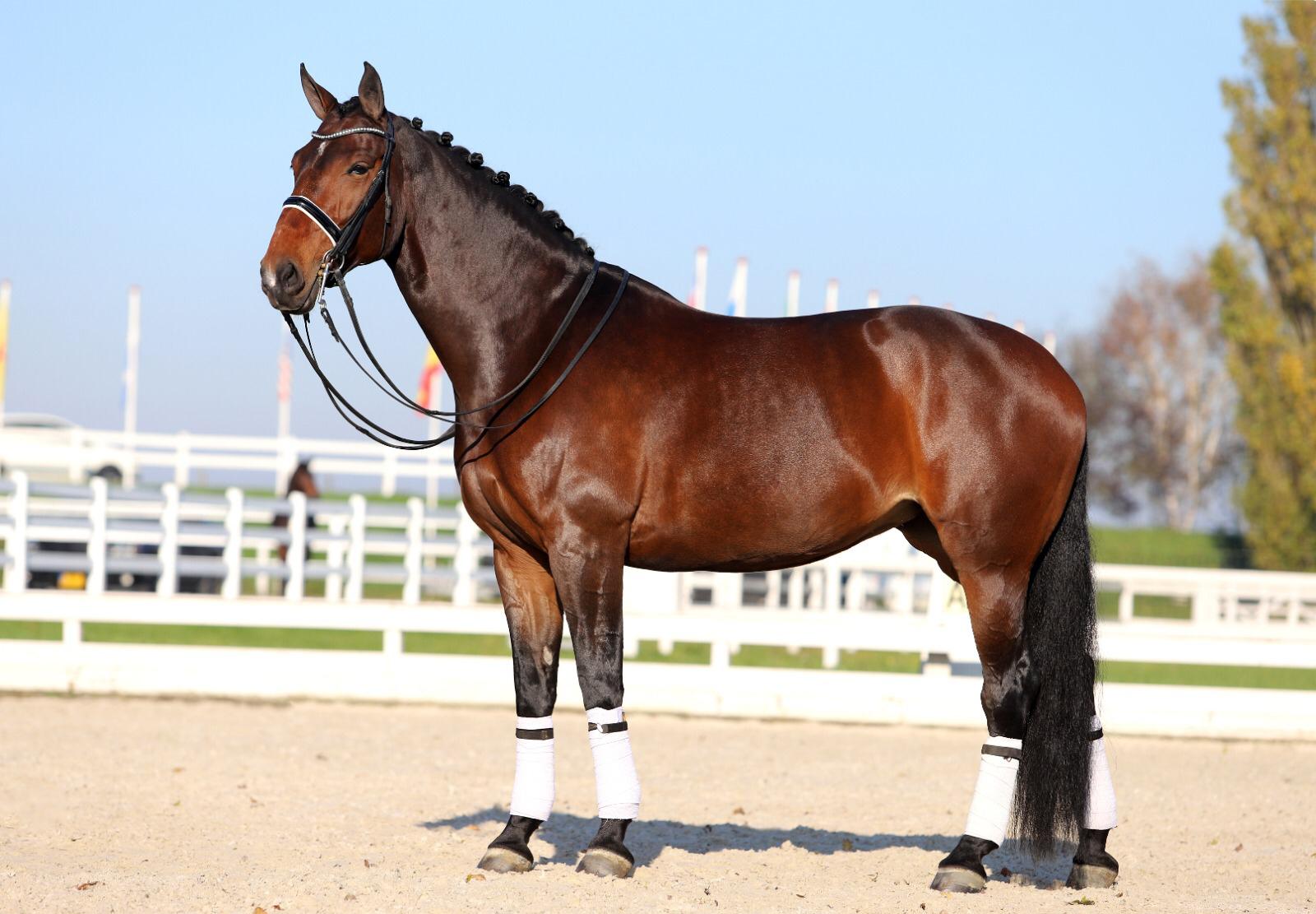 Latina Dancer - Dressage Horses International